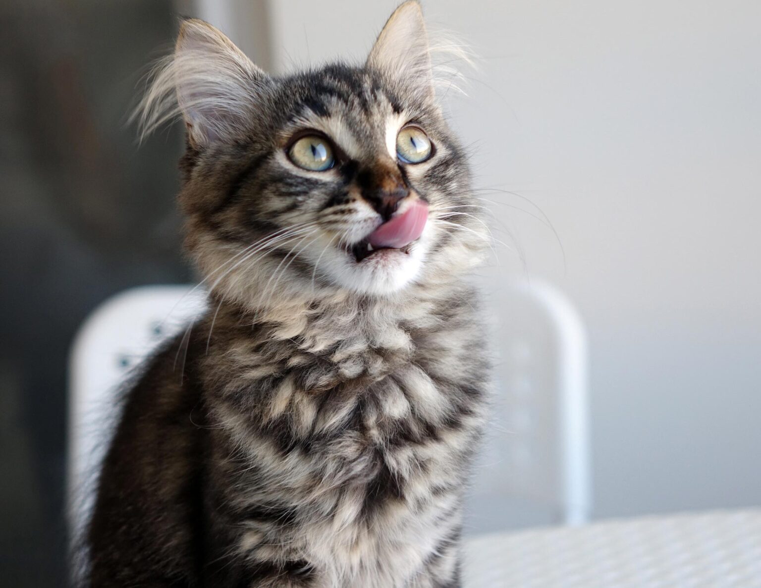 Why is My Cat Drooling So Much? - Harlingen Veterinary Clinic